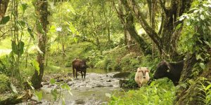 Municipio de Bugaba – Municipios Digitales